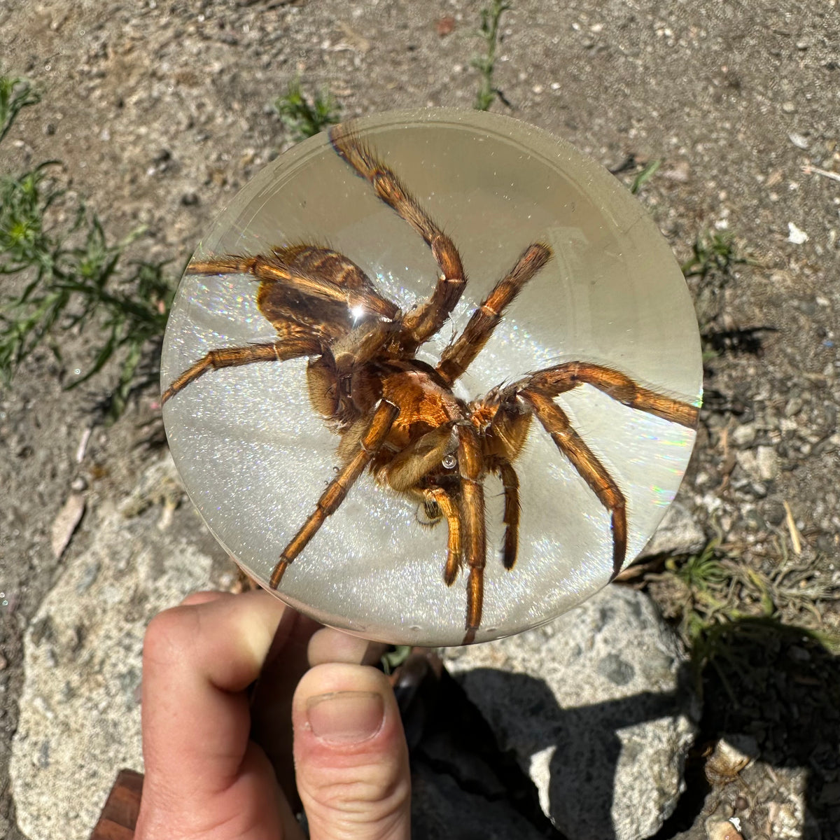 Spider Shift Knob – Vicious Cycles Store